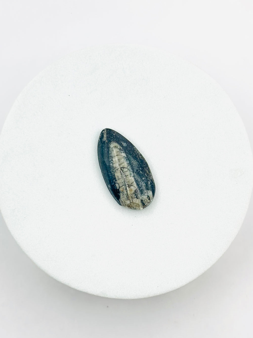 Orthoceras The Kuber Stone for Wealth Protection & Back Pain – Vani ...